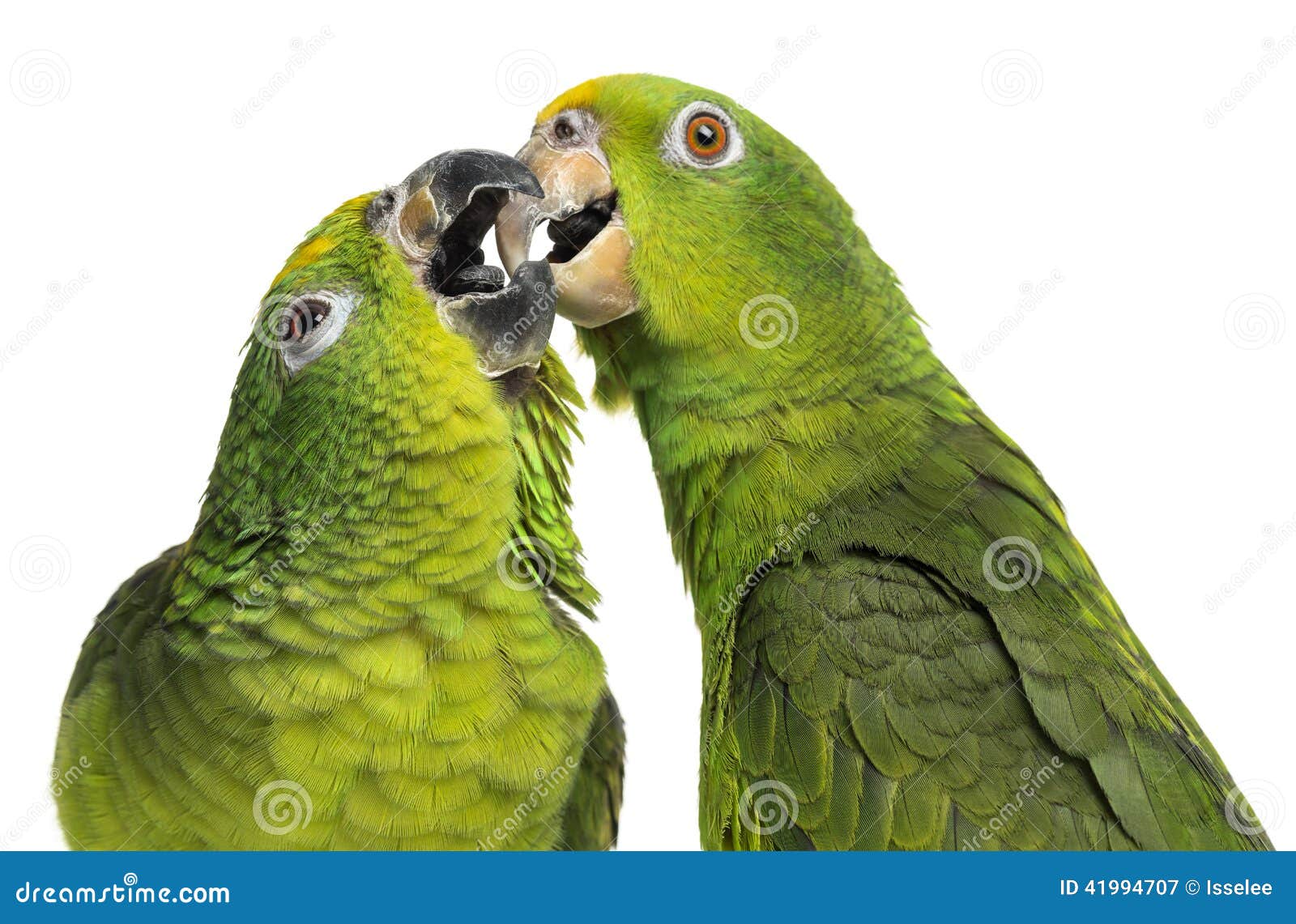 Close-up of a Panama Amazon and Yellow-crowned Amazon Pecking Stock ...