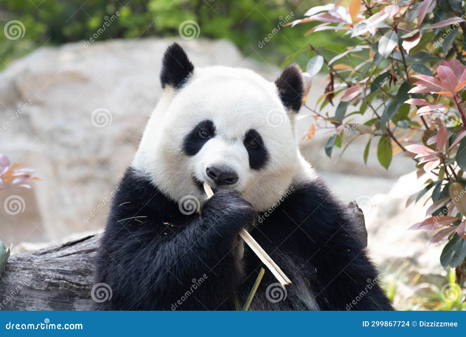 Close Up Panda Eating Bamboo Stock Photo - Image of funny, creature ...