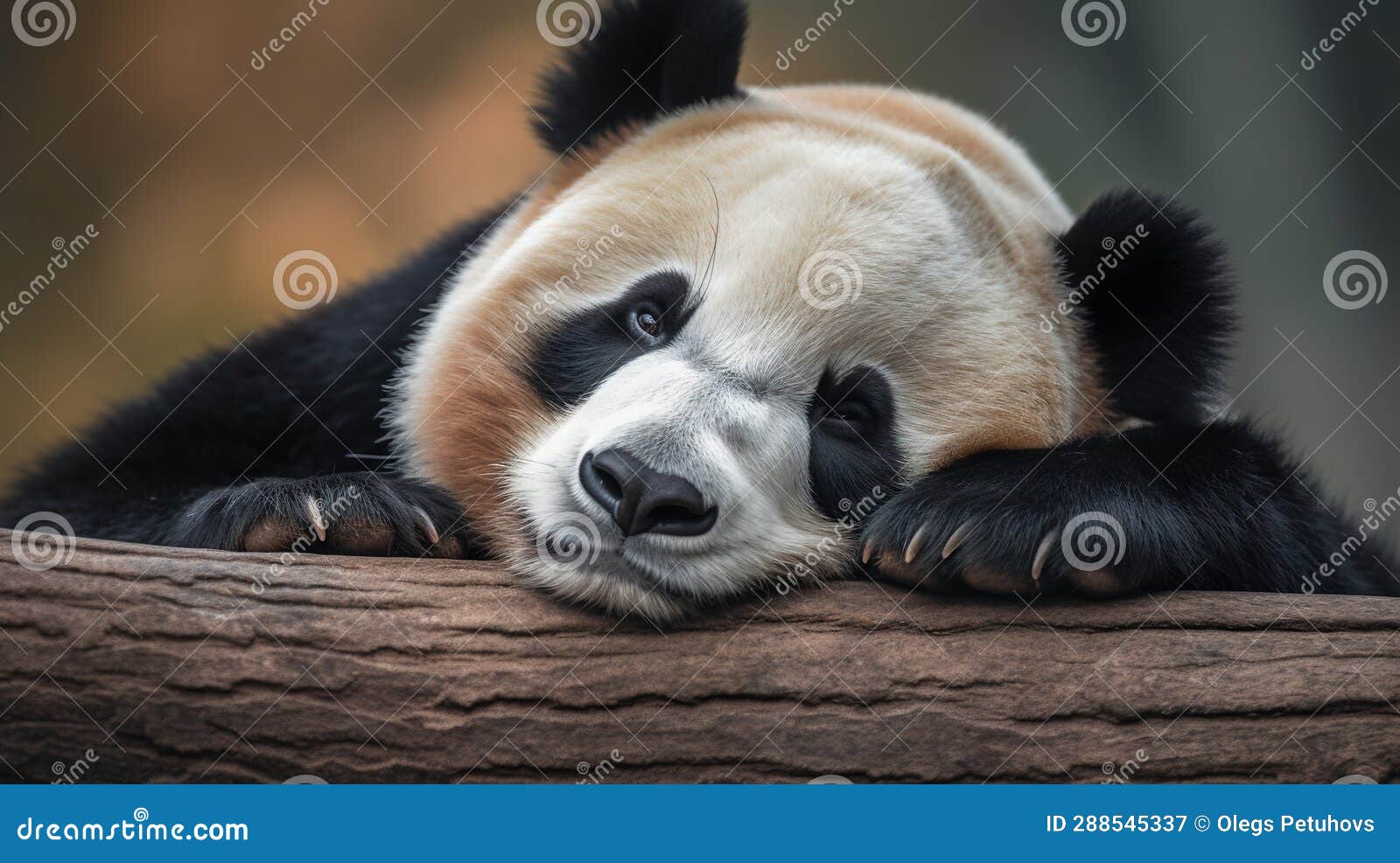 A Close Up of a Panda Laying on a Tree Branch Stock Image - Image of ...