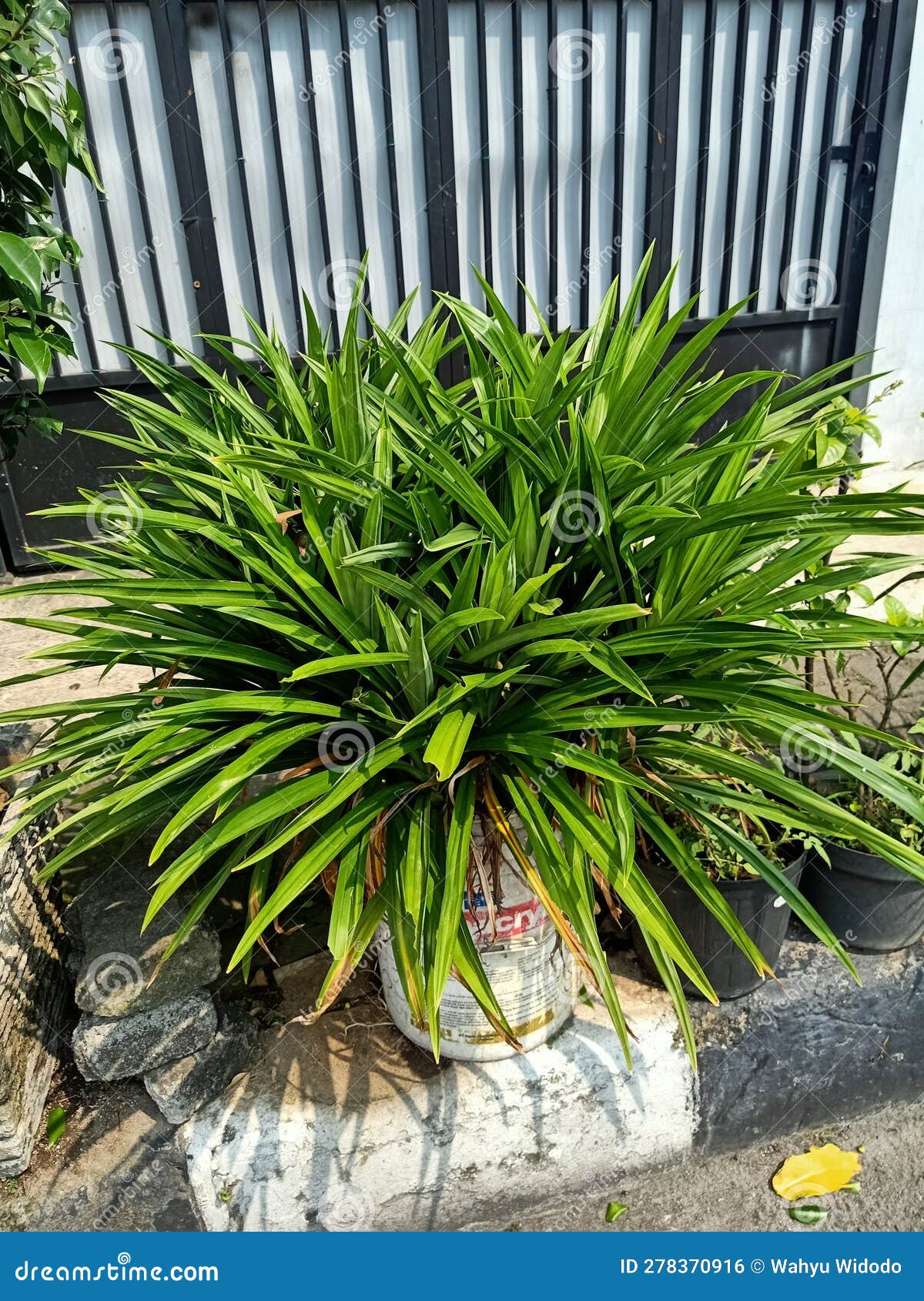 Close up of pandan plant stock photo. Image of aroma - 278370916