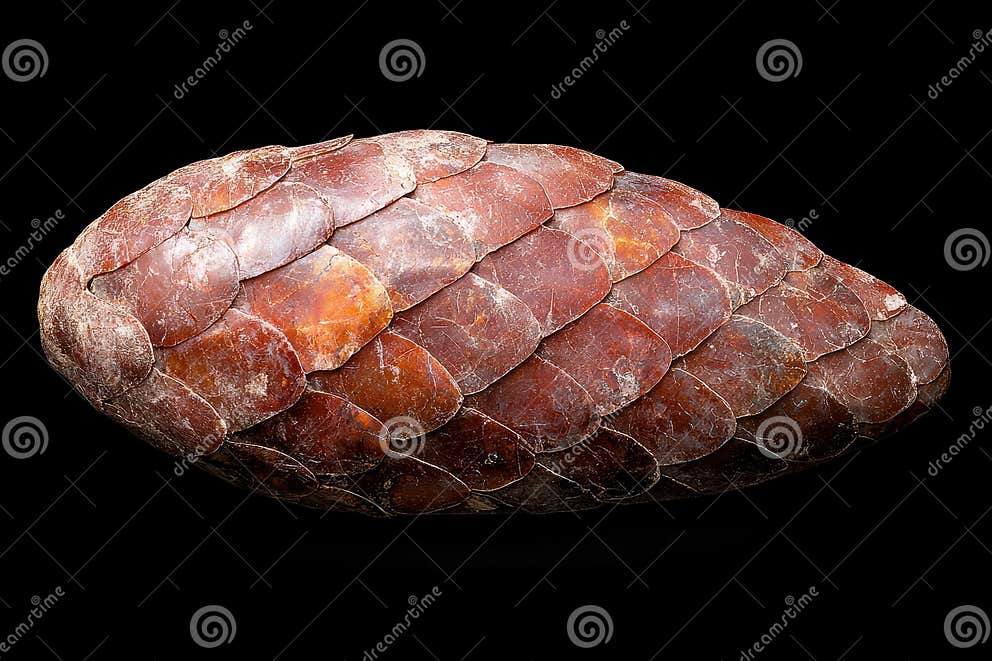 Close-up of a Pangolin Scale Texture Stock Illustration - Illustration ...