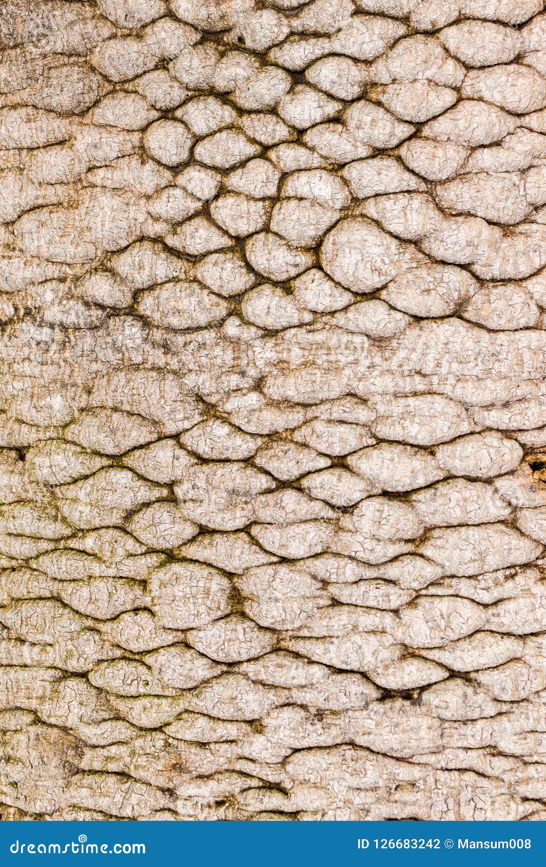 Papaya bark tree texture stock photo. Image of wallpaper - 126683242