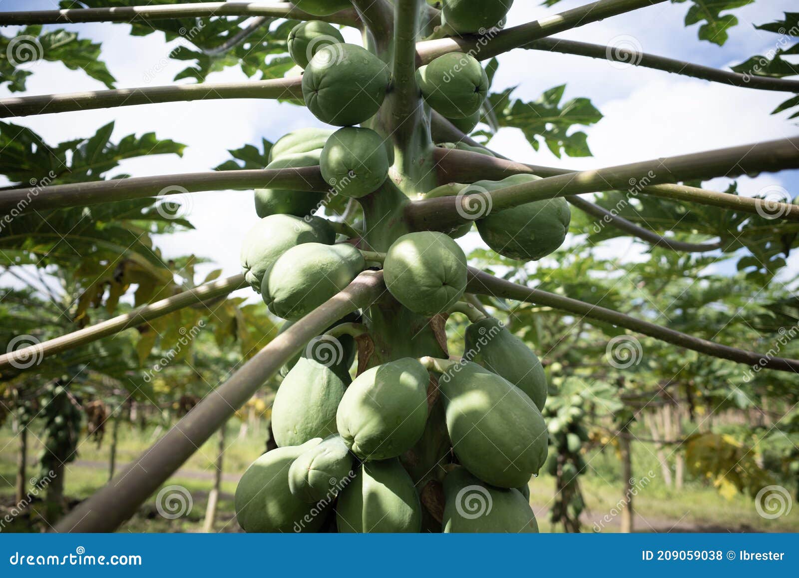 Close Up of a Papaya Tree Whose Fruit is Ripe on the Tree Stock Photo ...