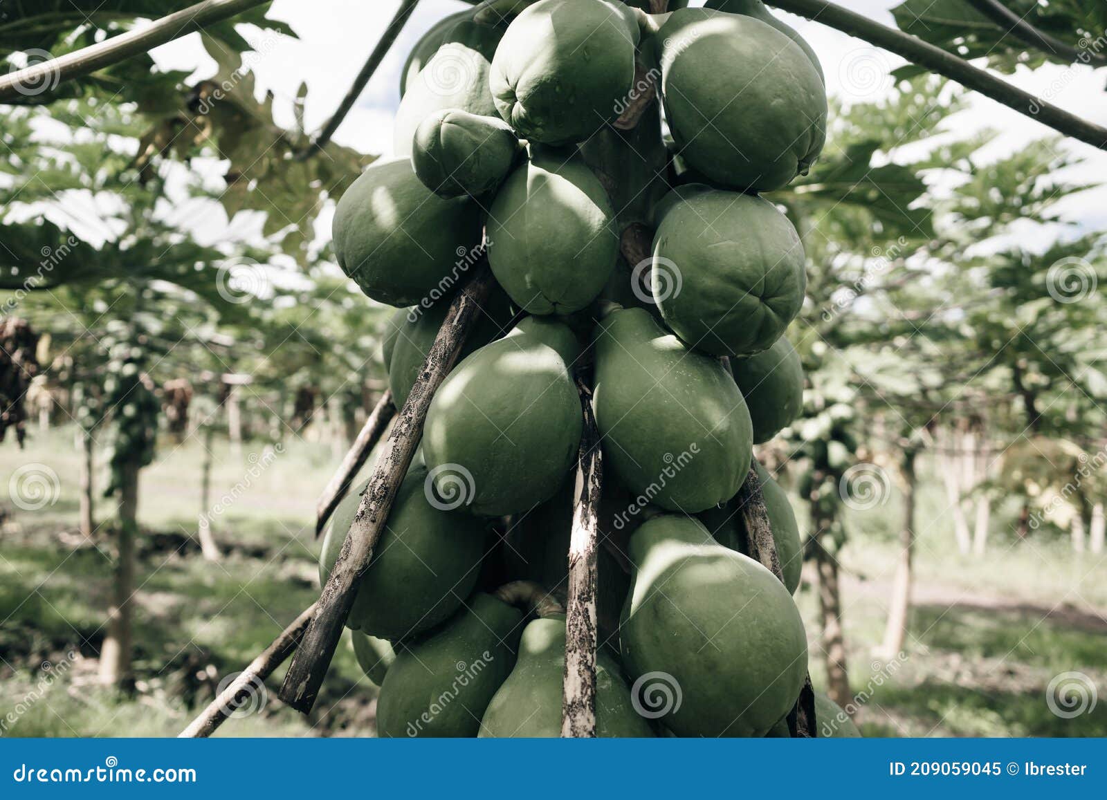 Close Up of a Papaya Tree Whose Fruit is Ripe on the Tree Stock Image ...