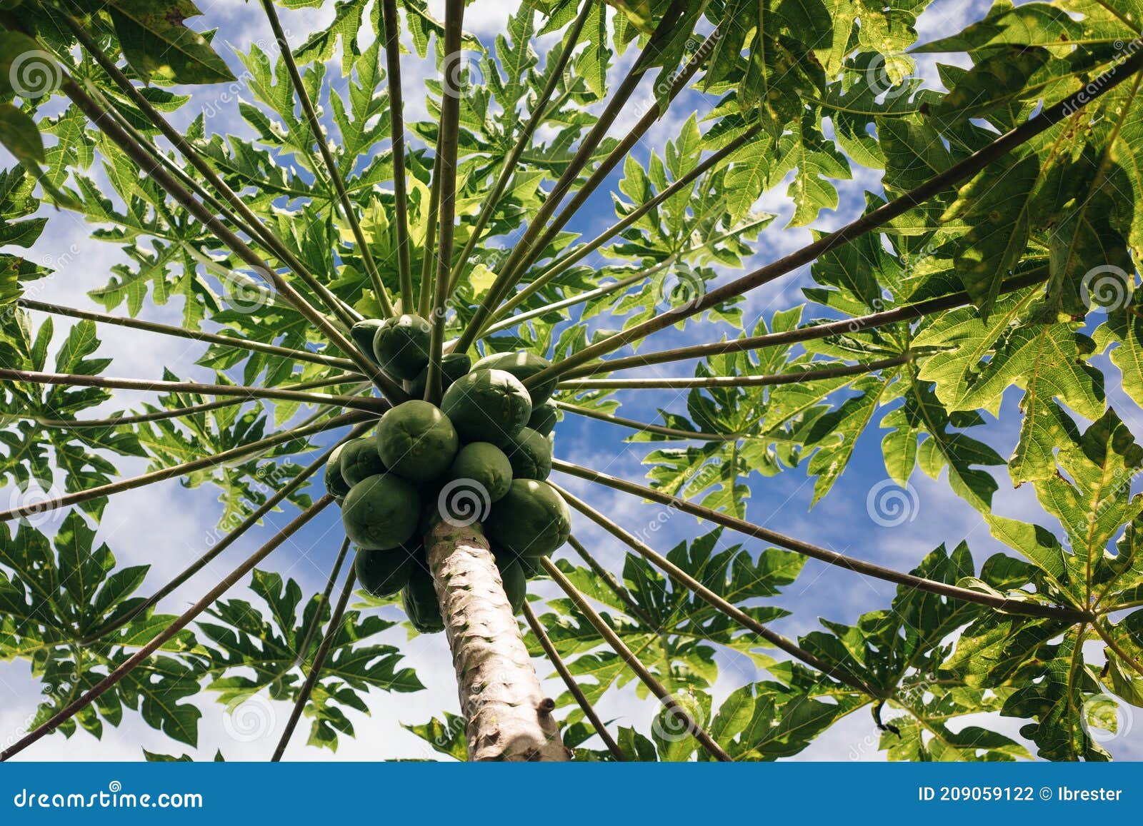 Close Up of a Papaya Tree Whose Fruit is Ripe on the Tree Stock Photo ...