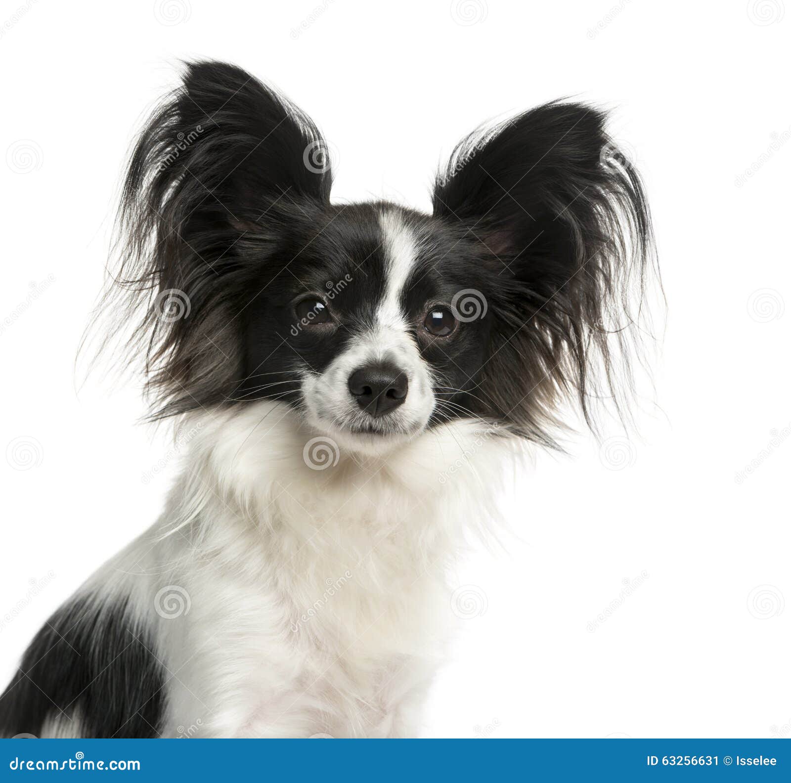 Close-up Of Papillon Stock Photo | CartoonDealer.com #12152058