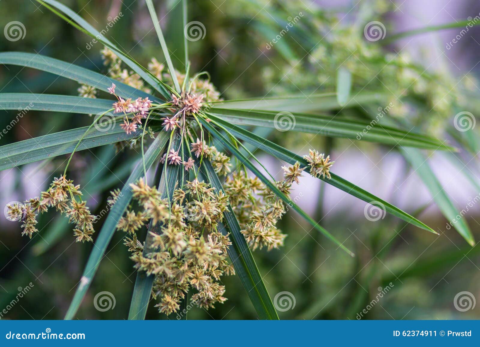 Close up papyrus, plant stock image. Image of ornamental - 62374911