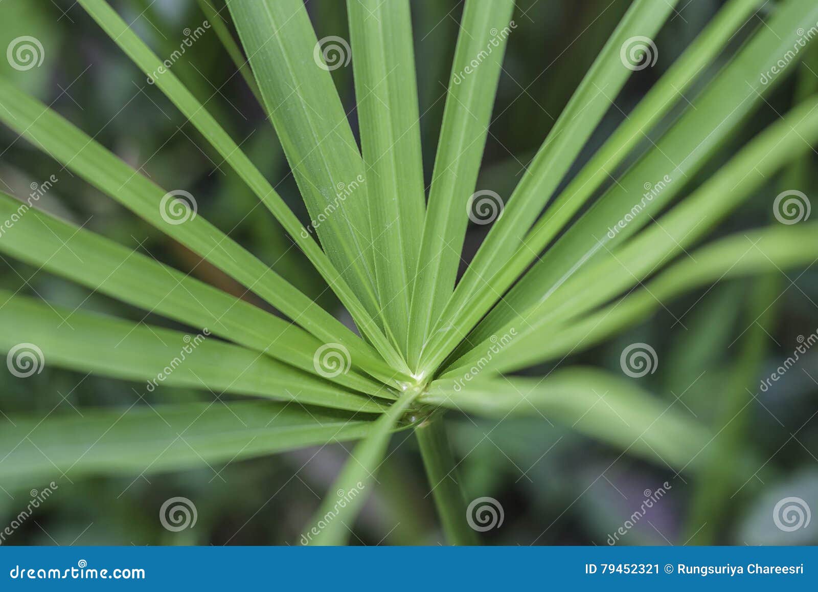 Close up of Papyrus tree stock image. Image of grass - 79452321