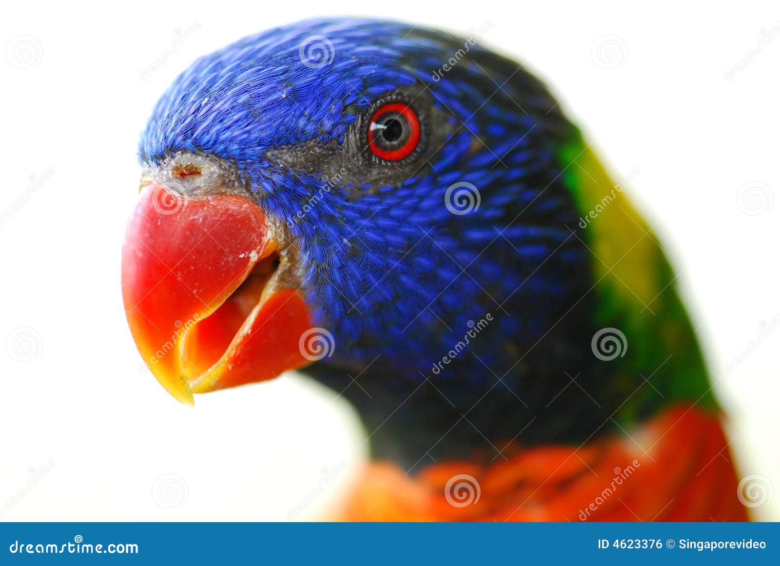 Close up of Parakeet 3 stock photo. Image of claws, colors - 4623376