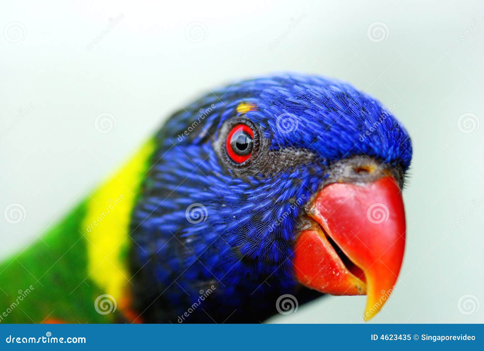 Close up of Parakeet 4 stock image. Image of beaks, vibrant - 4623435