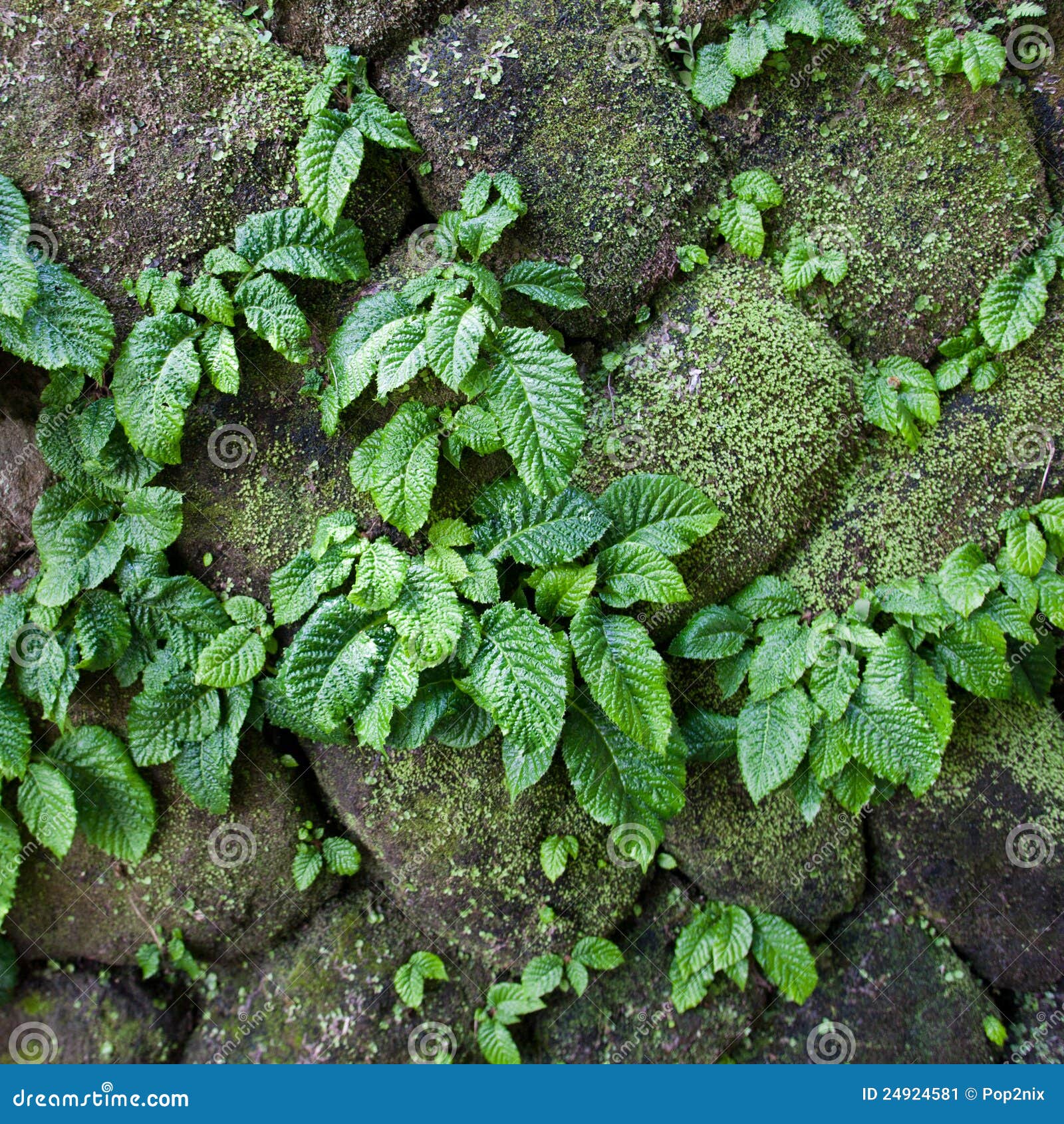 Close Up Parasite Plant Stone Wall Photos - Free & Royalty-Free Stock ...