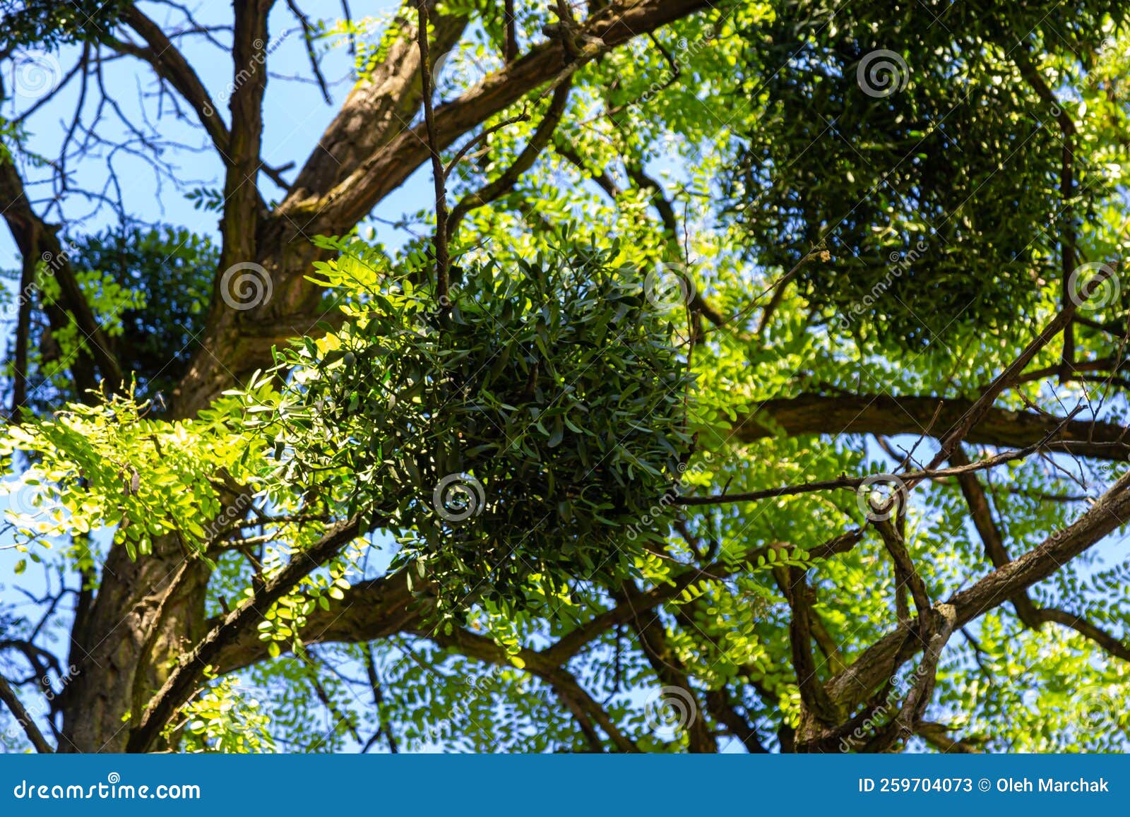Close Up of a Parasite on a Tree, Called Viscum Album or Mistletoe ...
