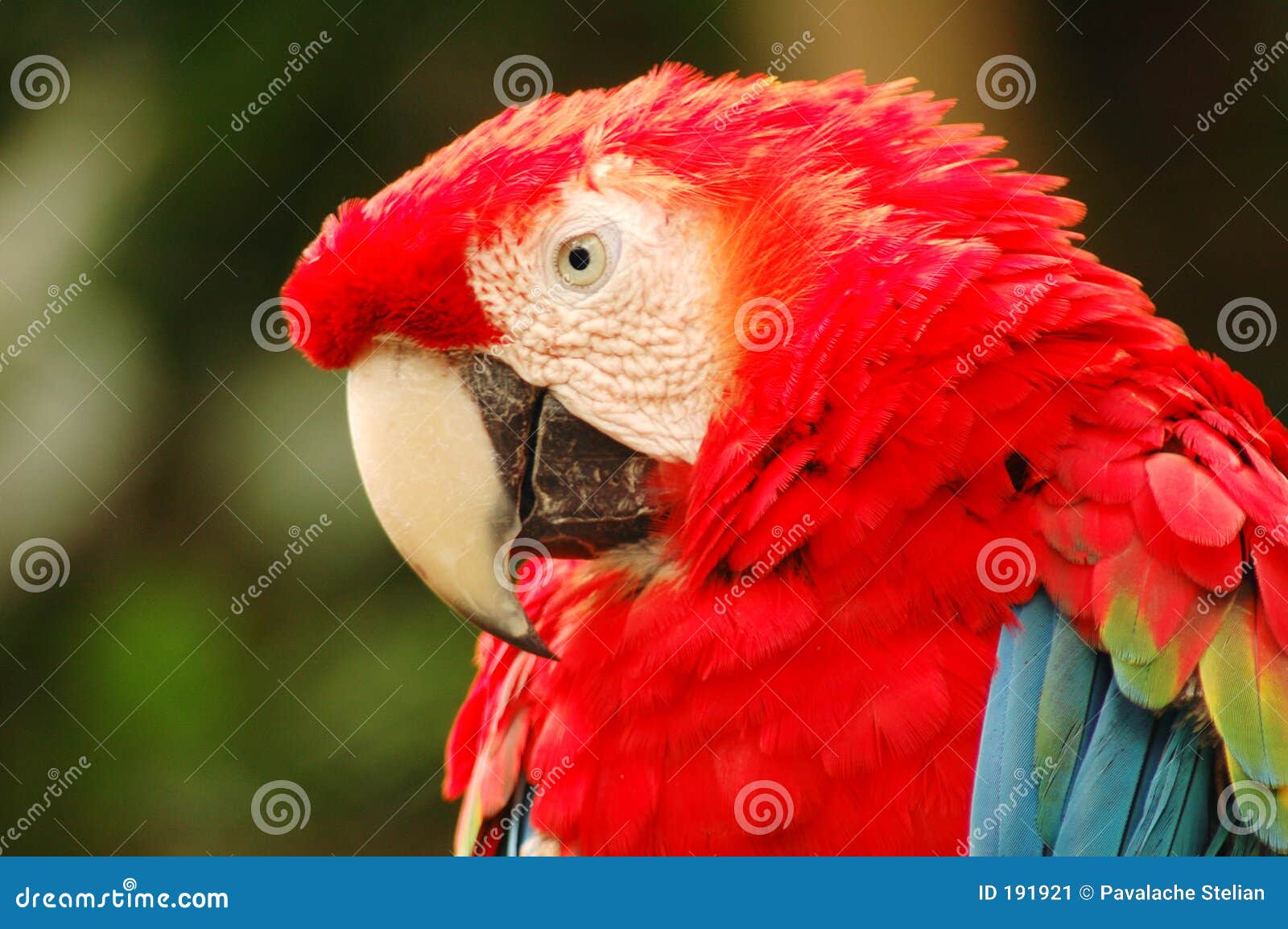 Close up of a parrot stock image. Image of closeup, amazon - 191921
