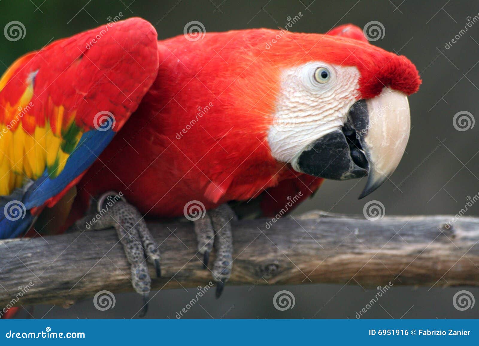 Close up of parrot bird stock photo. Image of tropic, park - 6951916