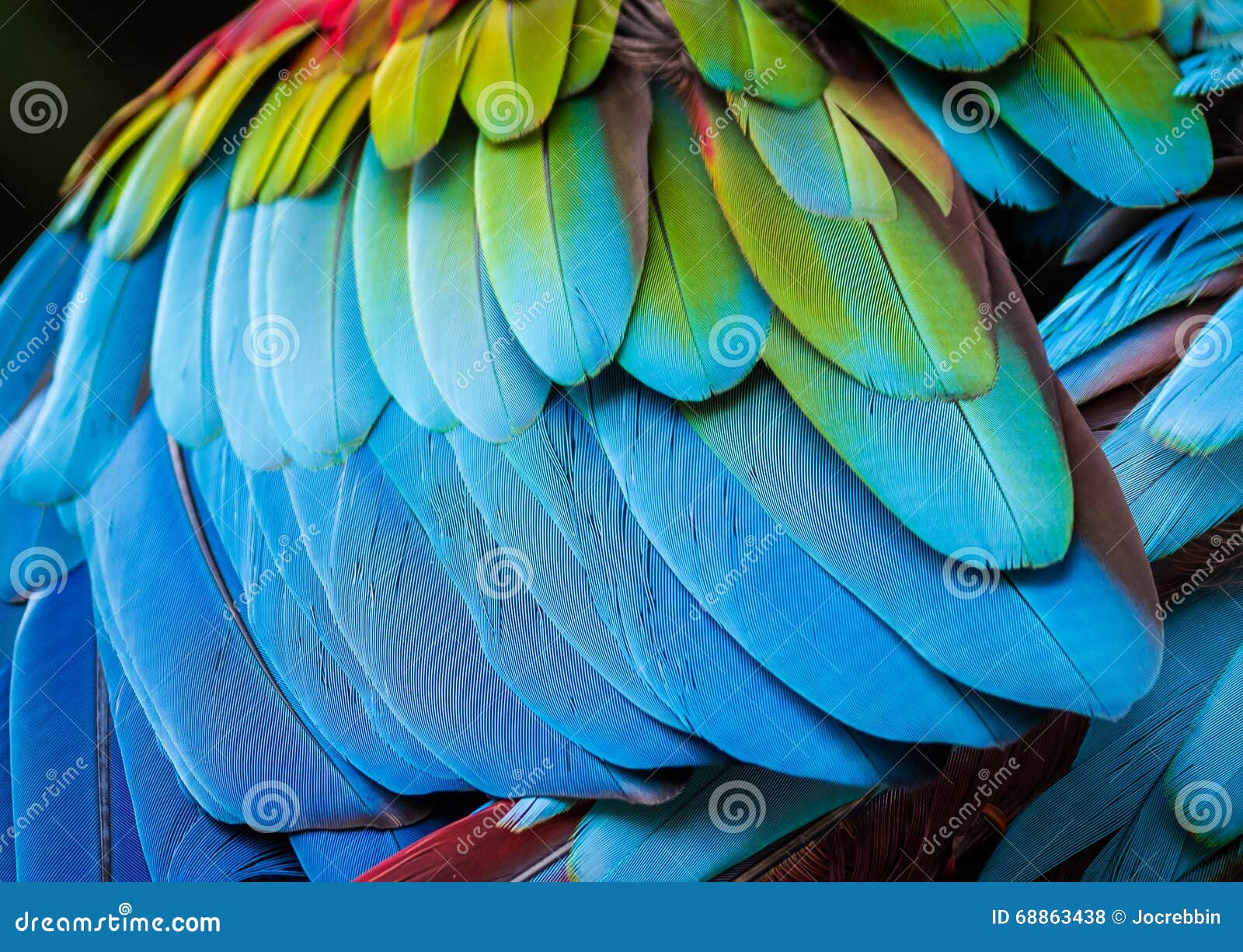 3,732 Feathers Background Texture Parrot Stock Photos - Free & Royalty ...