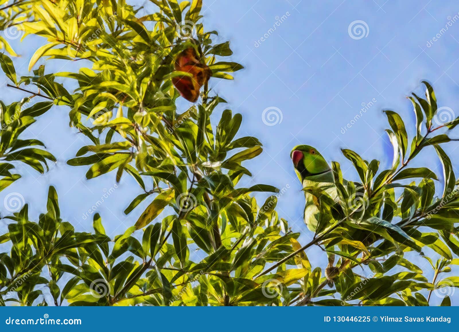 Close Up Parrot on Green Leaves Stock Image - Image of green, color ...