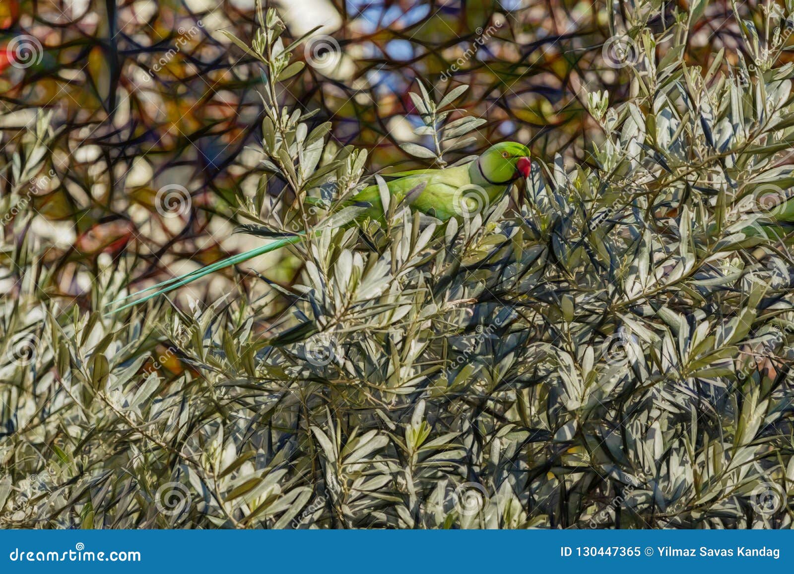 Close Up Parrot on Green Leaves Stock Image - Image of green, amazon ...