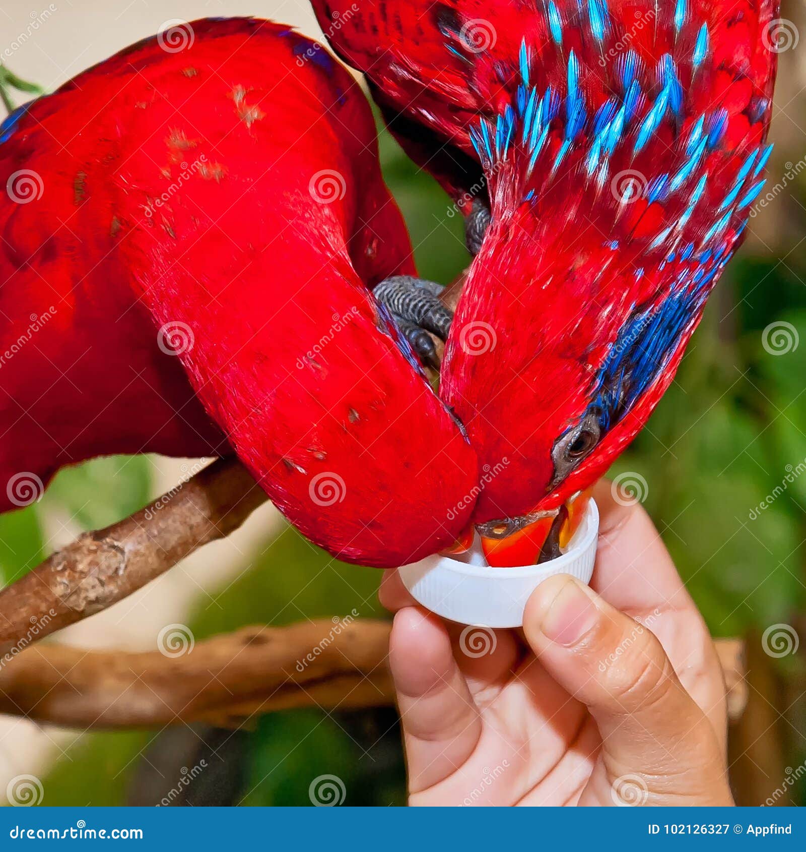 Close up parrot stock image. Image of cute, idyllic - 102126327