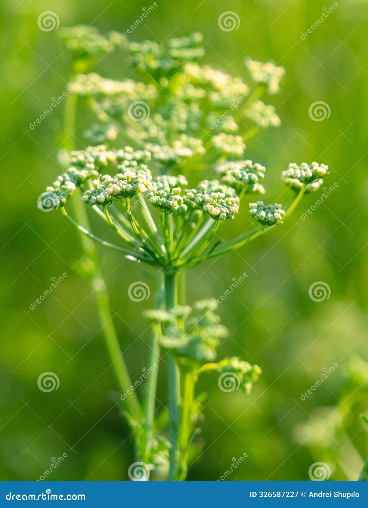 Close-up of Parsley Flowers. Macro Stock Image - Image of spring, verge ...