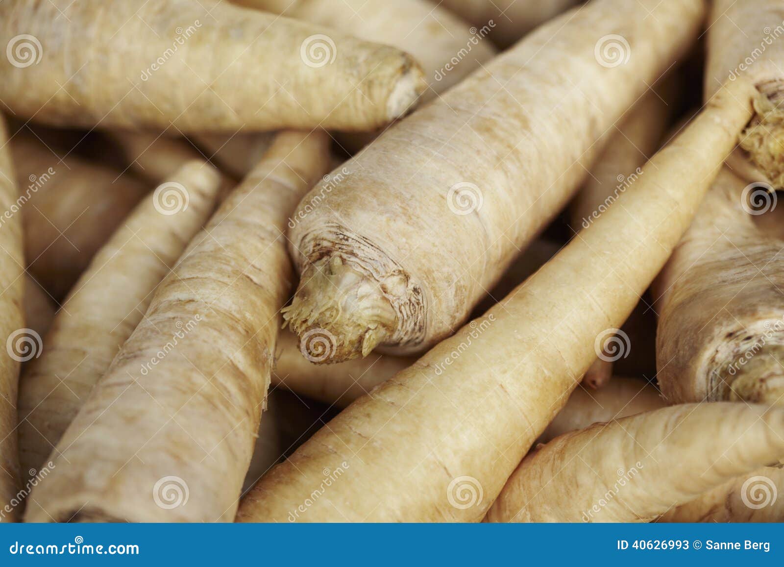 Close up of parsnips stock image. Image of sunlight, outdoors - 40626993