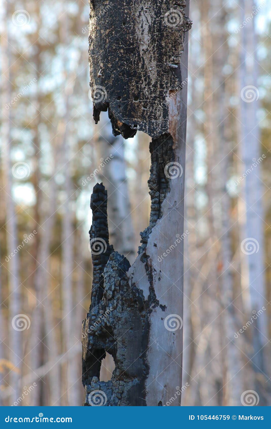 A Close Up of the Part of Burned Tree Stock Image - Image of wooden ...