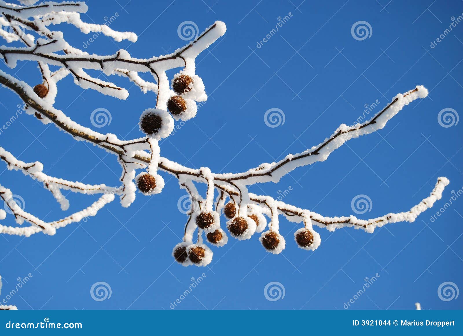 Close Up Part of Tree with Snow and Fruit Stock Photo - Image of ...