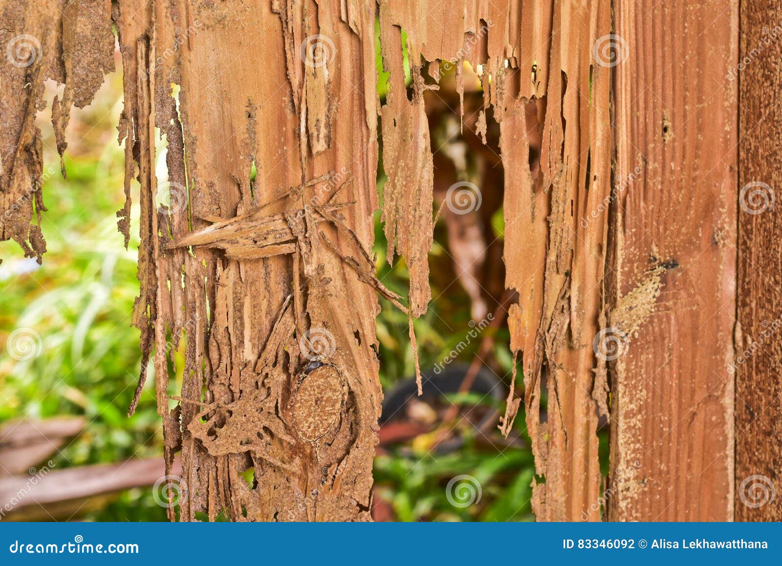 Close Up Part of a Wood Decay Stock Photo - Image of structure ...