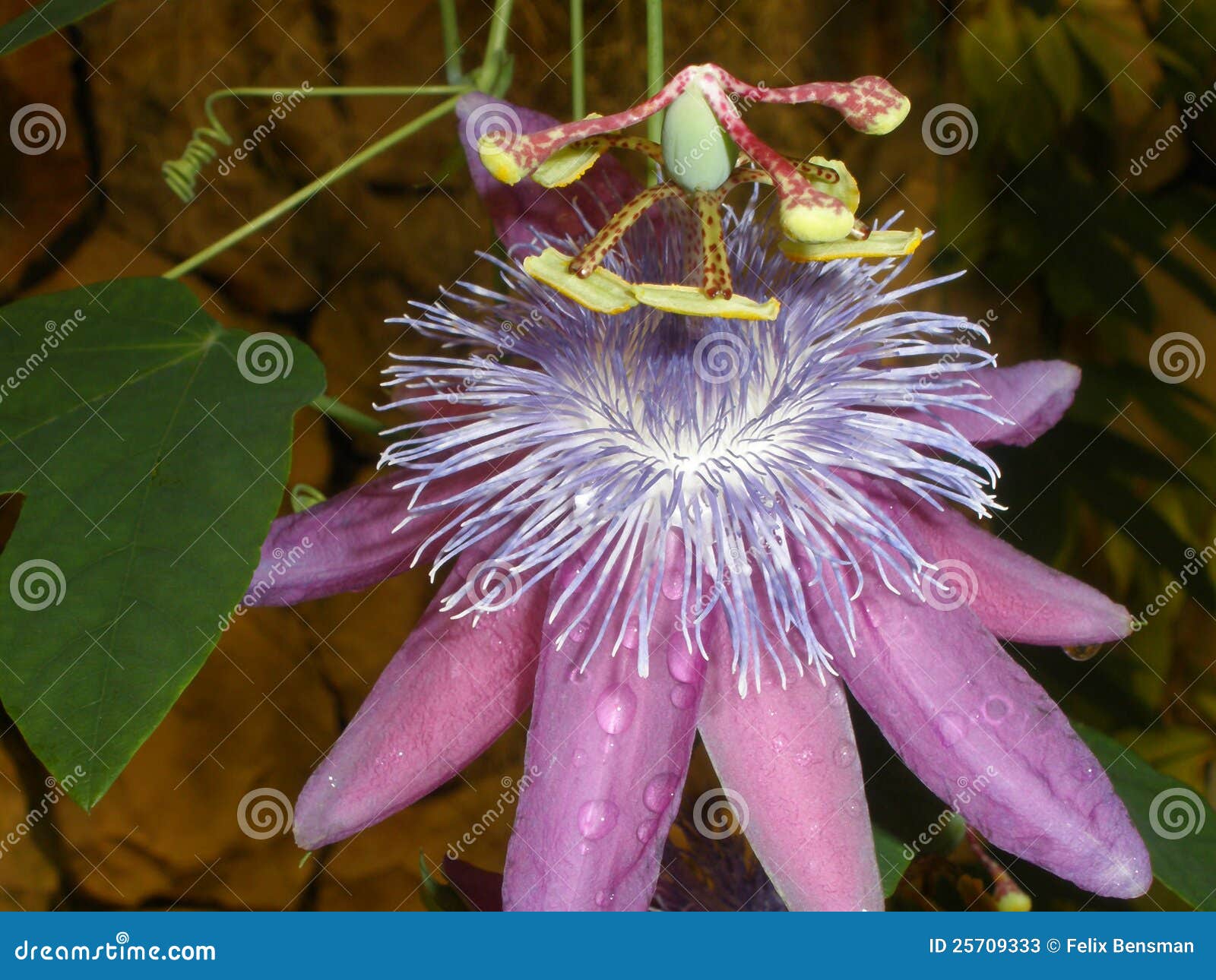 Close up of passiflora stock image. Image of colorful - 25709333