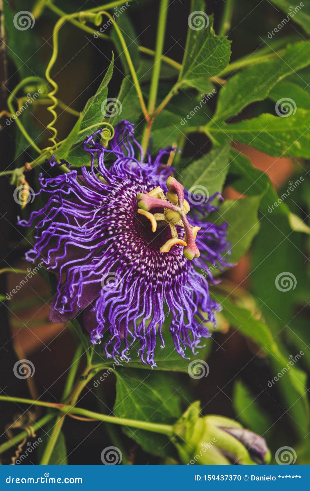 Close Up of Passiflora Flower Stock Photo - Image of growth, macro ...