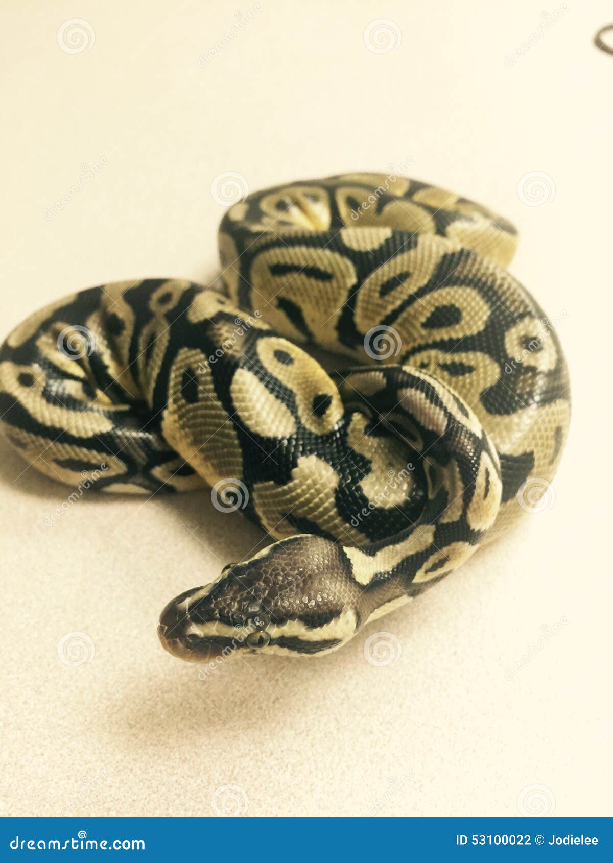 Close Up of Pastel Ghost Ball Python Snake Stock Photo - Image of head ...