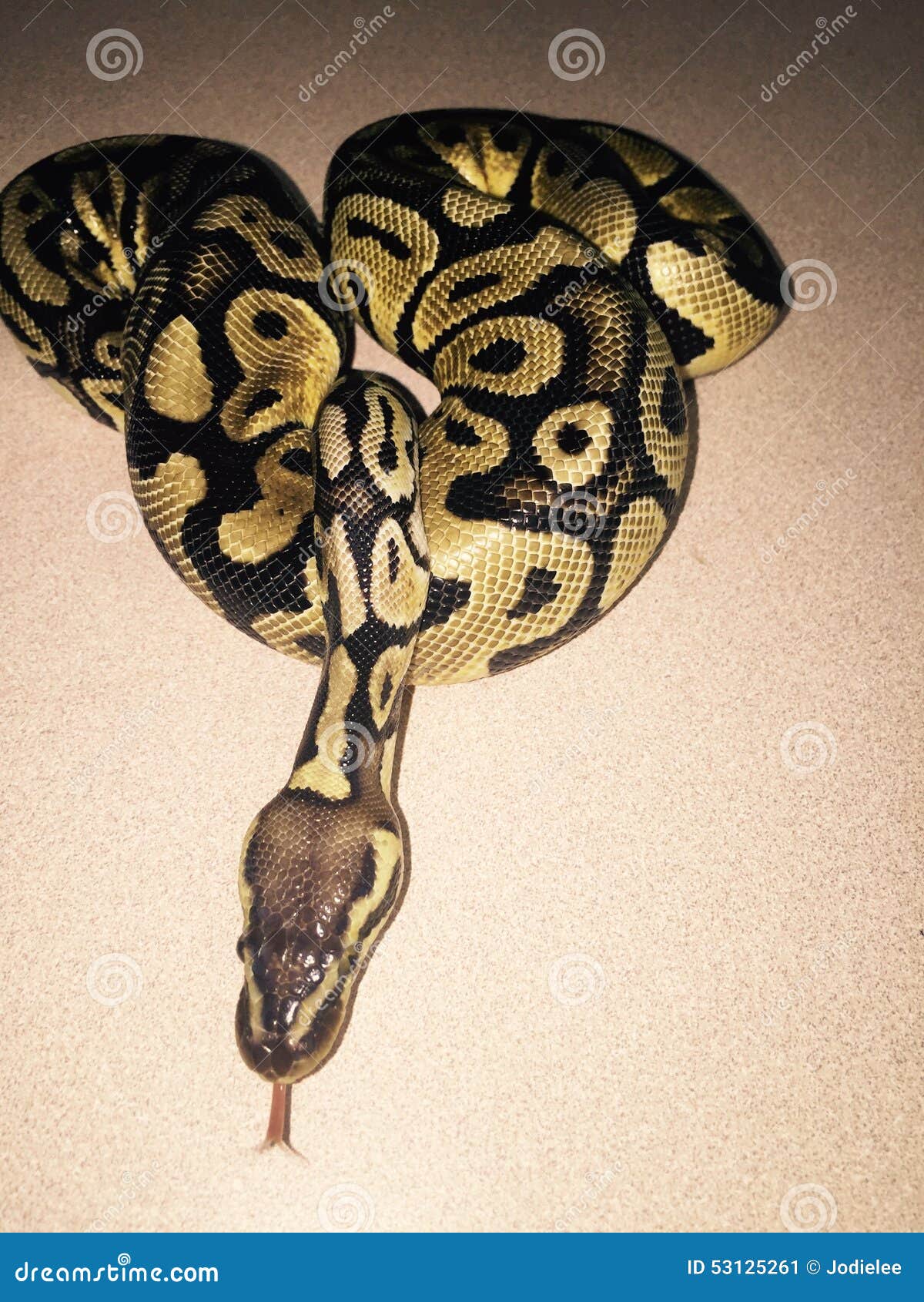 Close Up of Pastel Ghost Ball Python Snake Stock Image - Image of ...