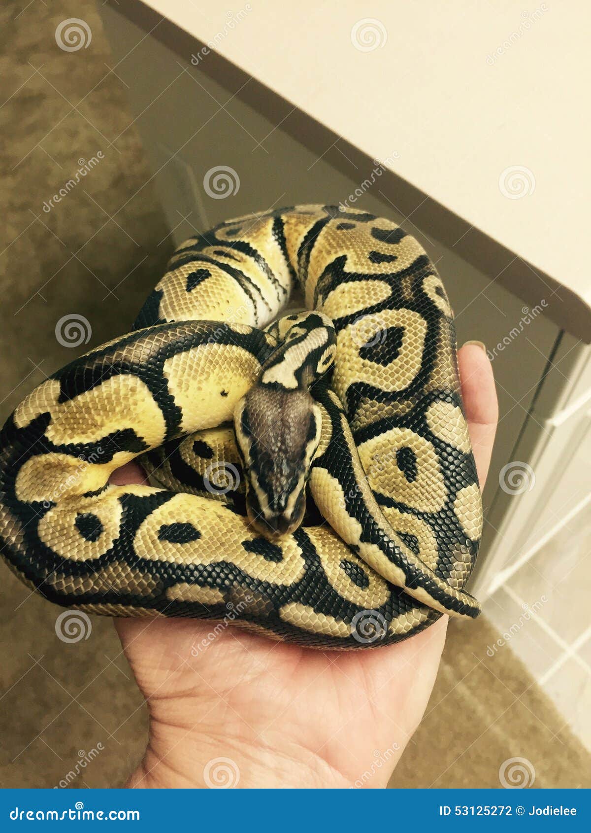 Close Up of Pastel Ghost Ball Python Snake Being Held Stock Photo ...