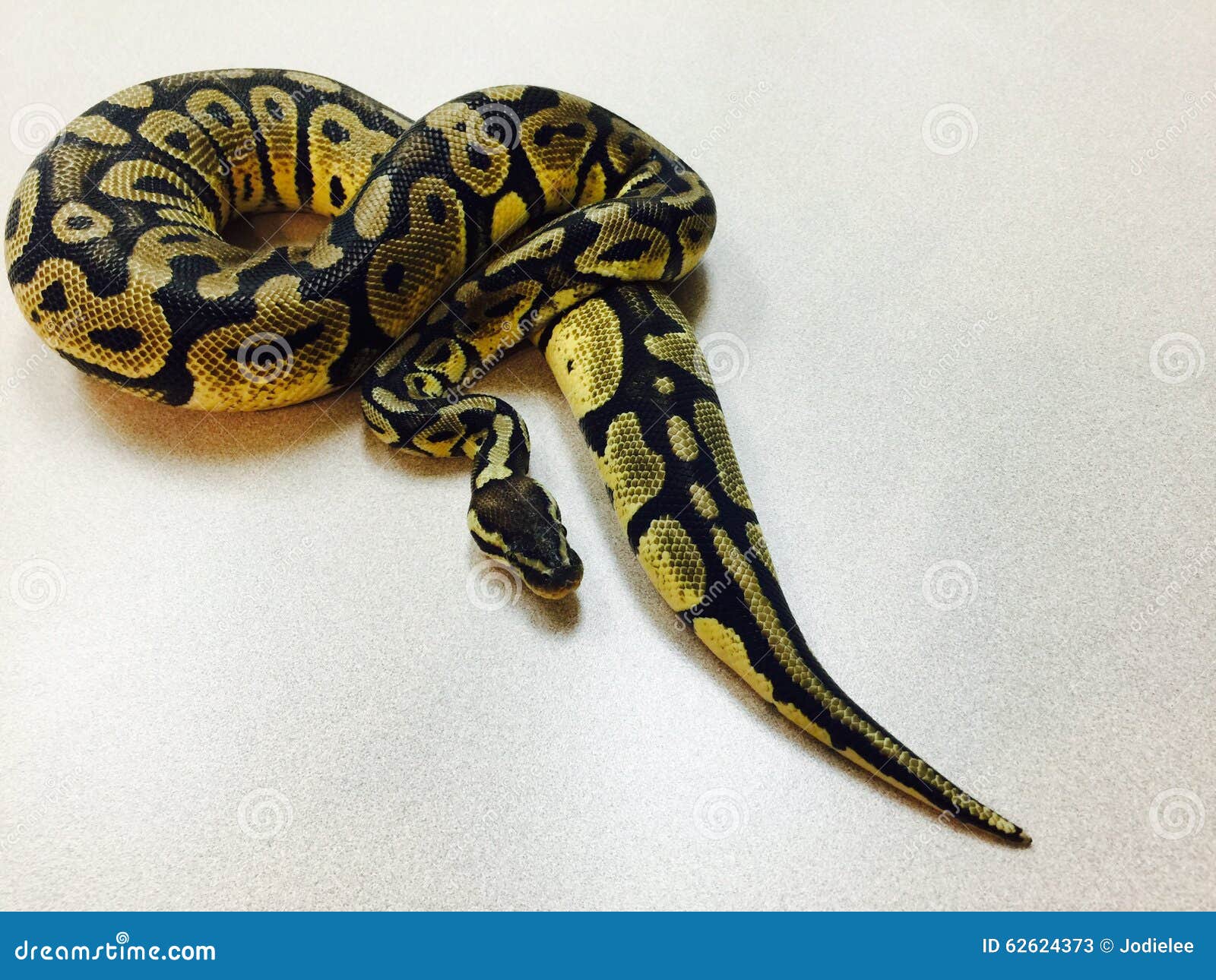 Close Up of Pastel Ghost Ball Python Snake Being Held Stock Image ...