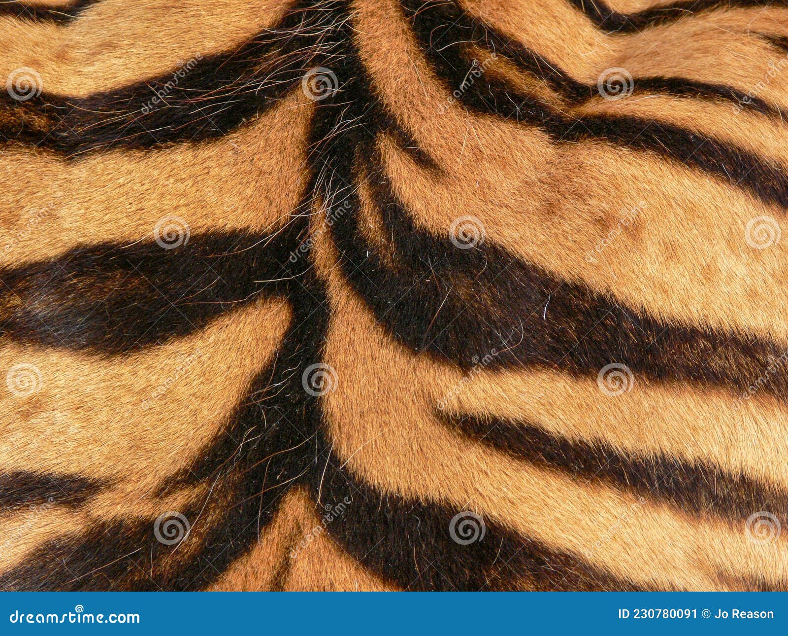 Close Up of the Back of a Tiger Stock Image - Image of black, mammal ...