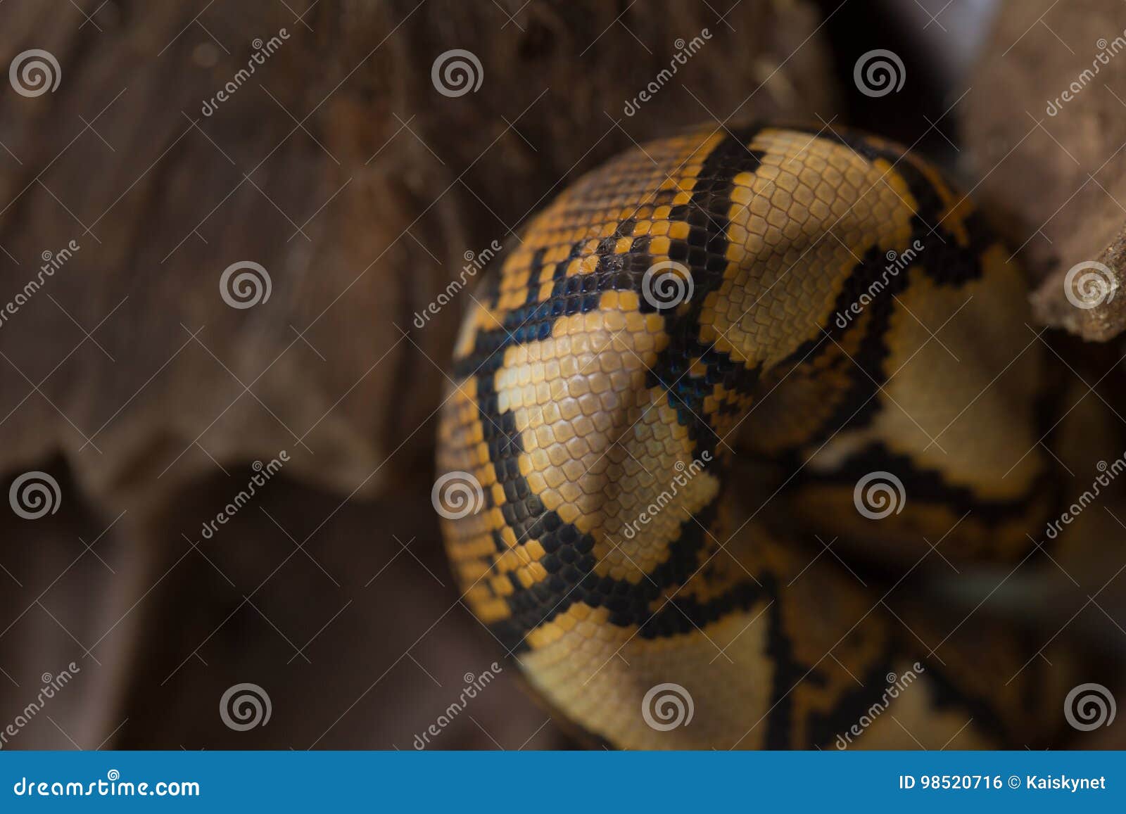 Close Up Pattern Boa Snake Skin Abstract Textured Stock Photo - Image ...