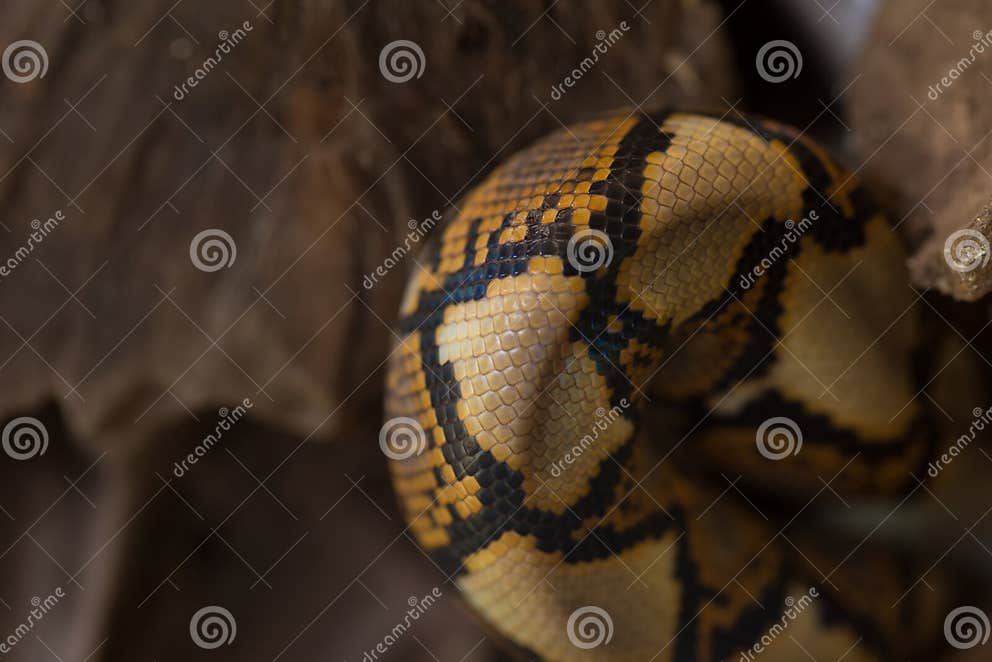 Close Up Pattern Boa Snake Skin Abstract Textured Stock Photo - Image ...