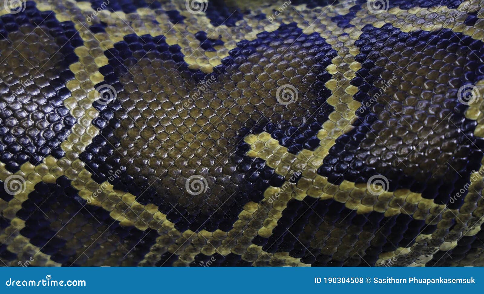 Close Up of Pattern Boa Snake Skin Stock Photo - Image of skin, pattern ...