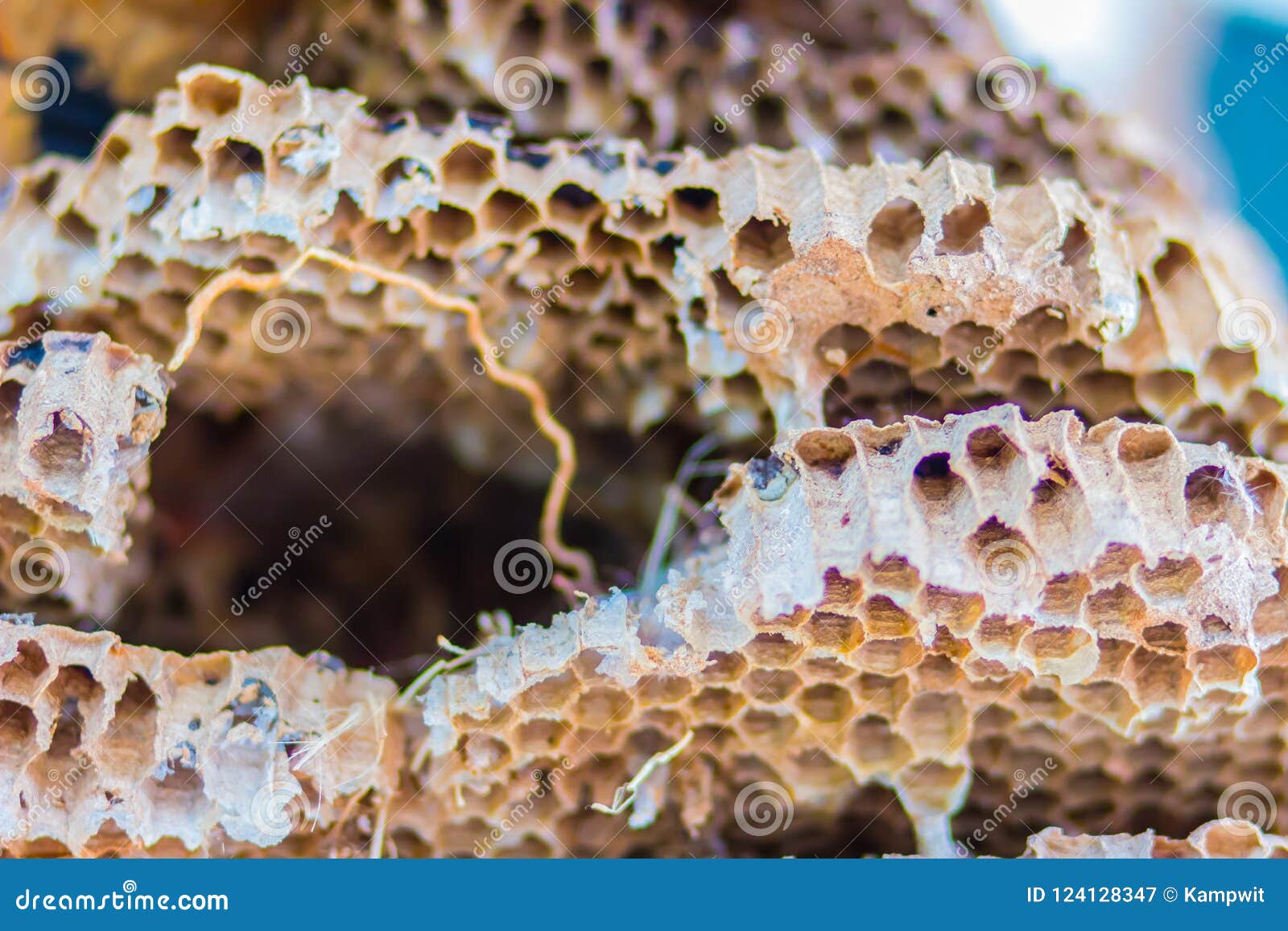 Close Up Pattern Empty Holes of Wasp Nest Texture Background. Beautiful ...