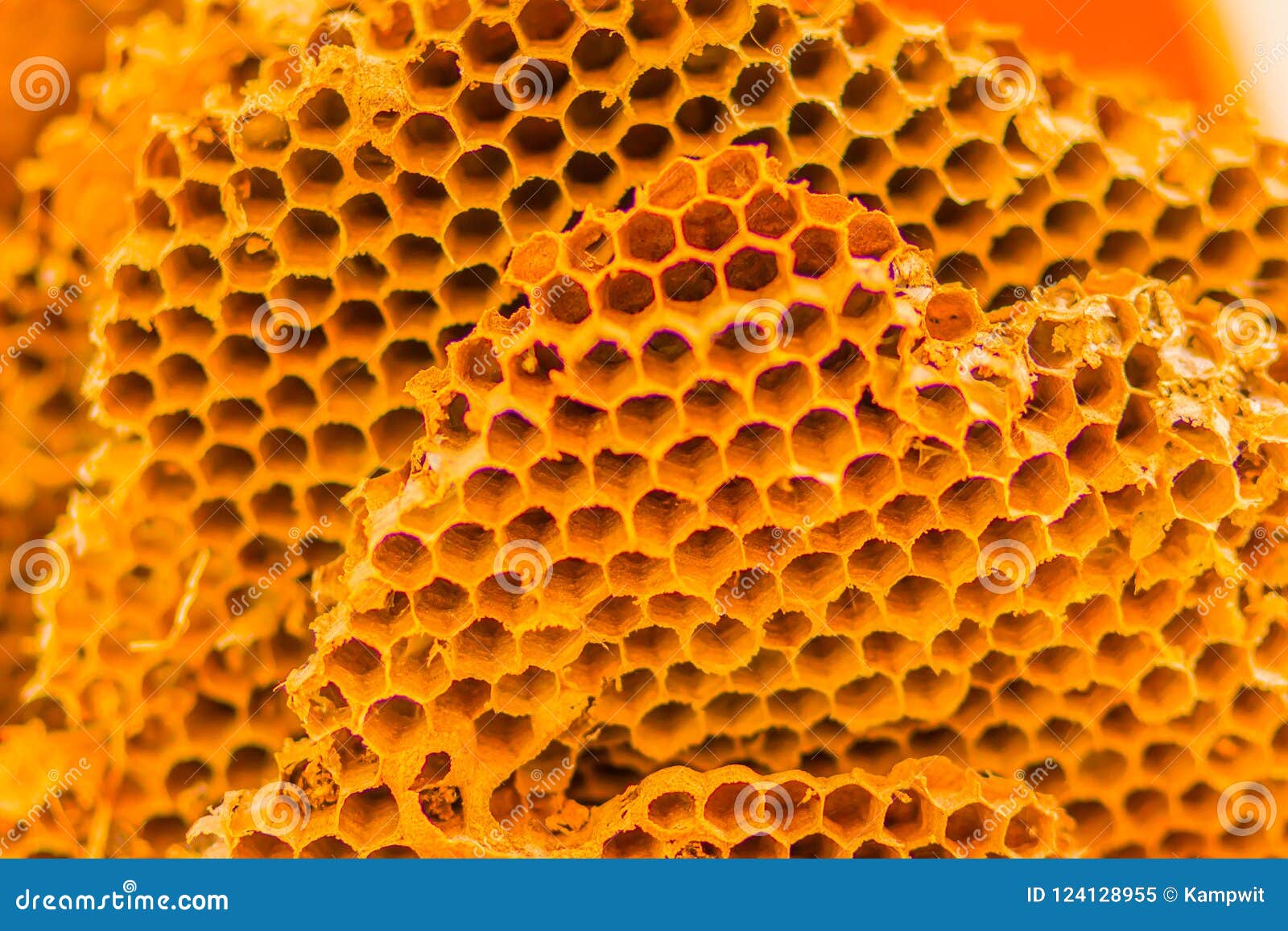 Close Up Pattern Empty Holes of Wasp Nest Texture Background. Beautiful ...