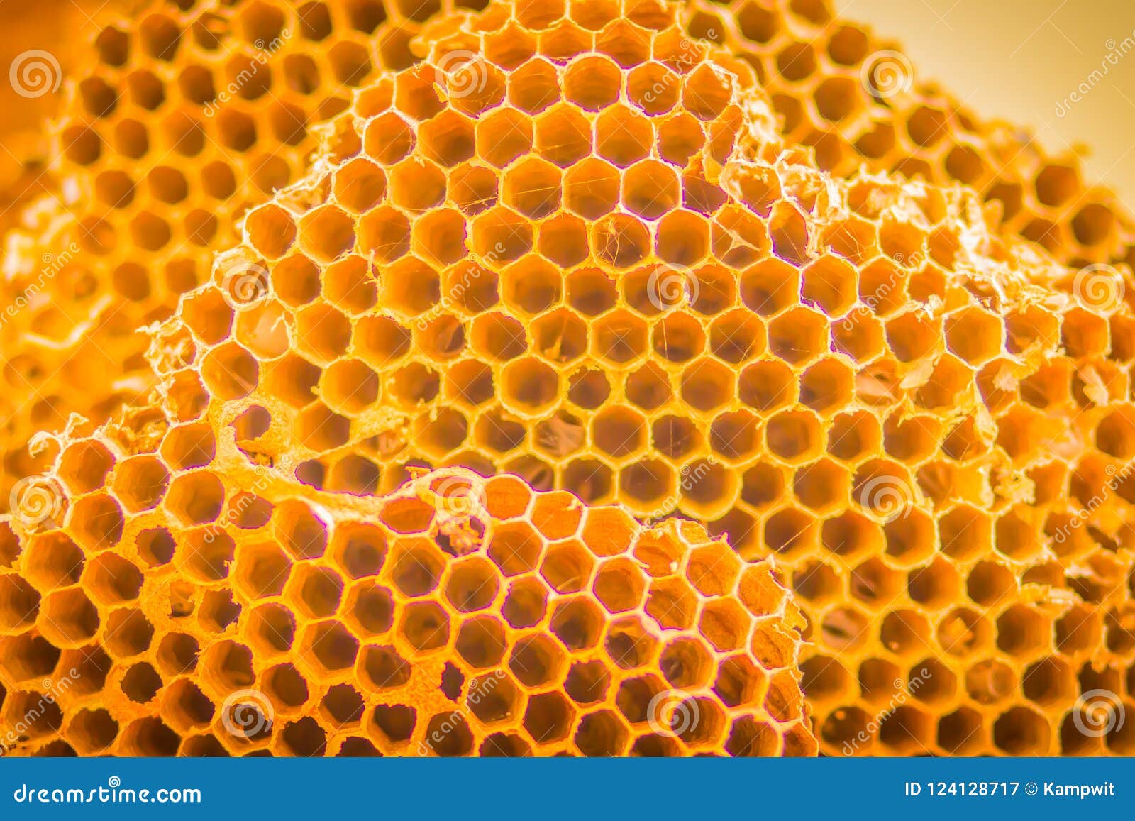 Close Up Pattern Empty Holes of Wasp Nest Texture Background. Beautiful ...