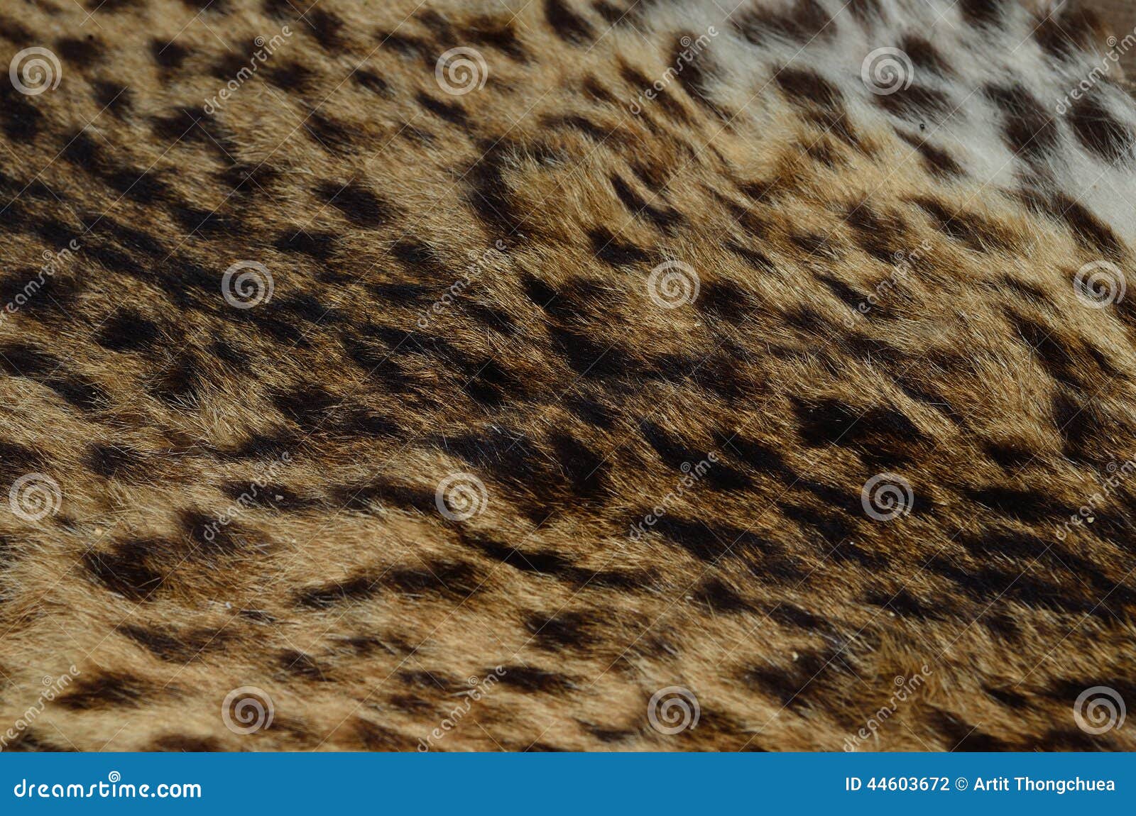 Close Up Pattern of Leopard Skin Stock Photo - Image of macro, close ...
