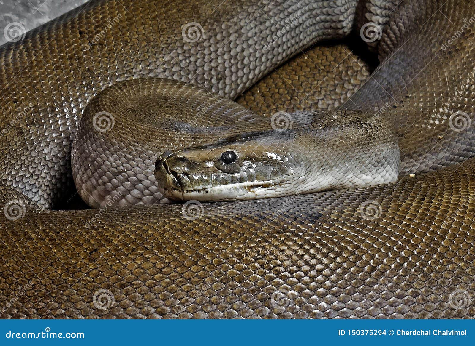 Coiled Burmese Python With His Face In Closeup, Tropical Snake From ...