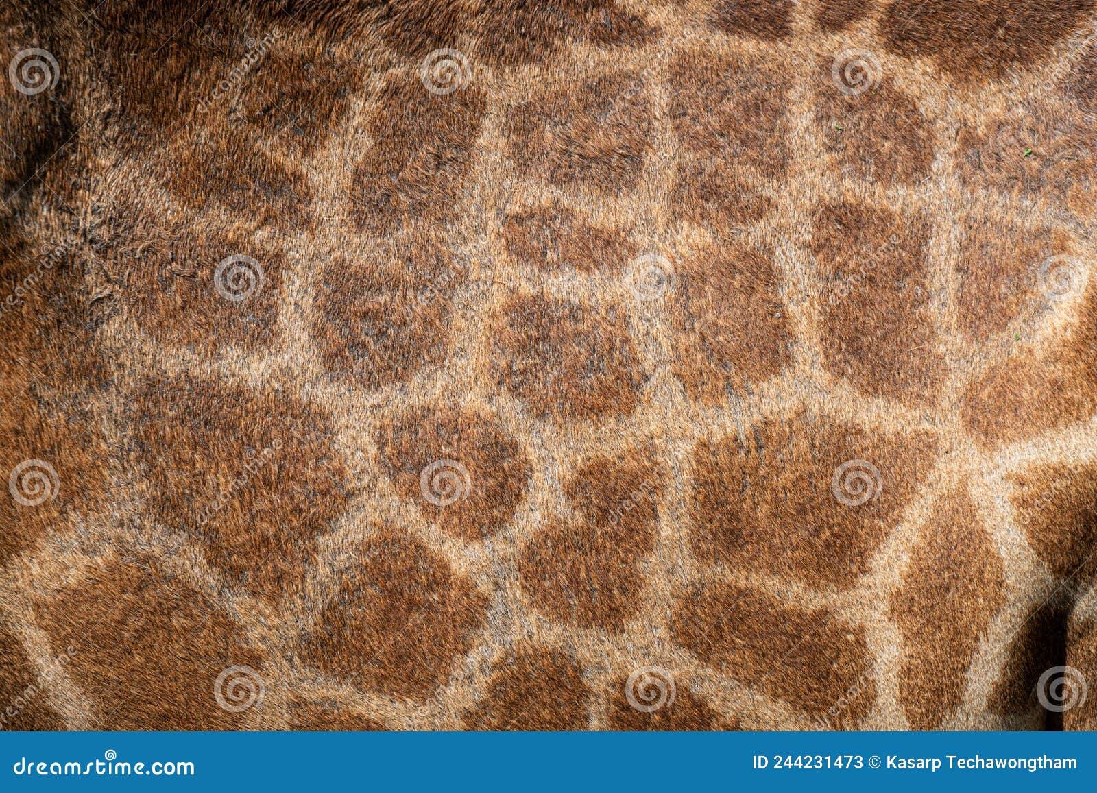 Close Up of Patterns on the Hide of Giraffe ,coat Pattern Giraffe Skin ...