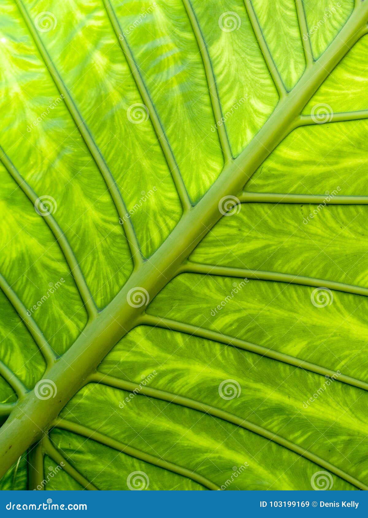 Green Leaf Veins Pattern stock image. Image of botany - 103199169