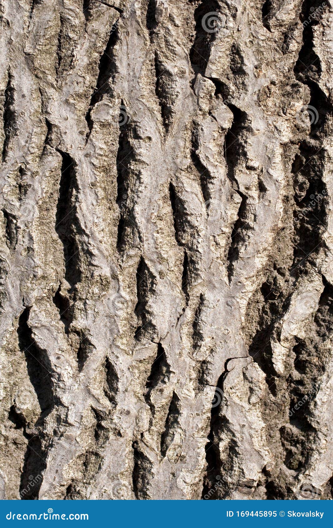 Patterns On The Tree. Wood Texture With Sawn Patterns. Natural Wood ...