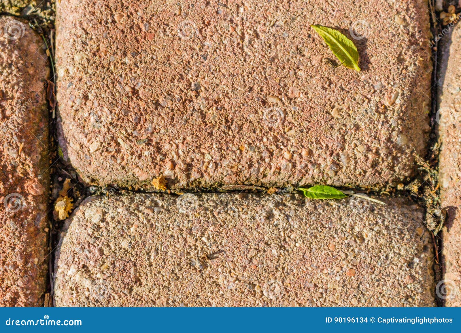 Close Up Paver Walkway Pattern Stock Photo - Image of leaf, pattern ...