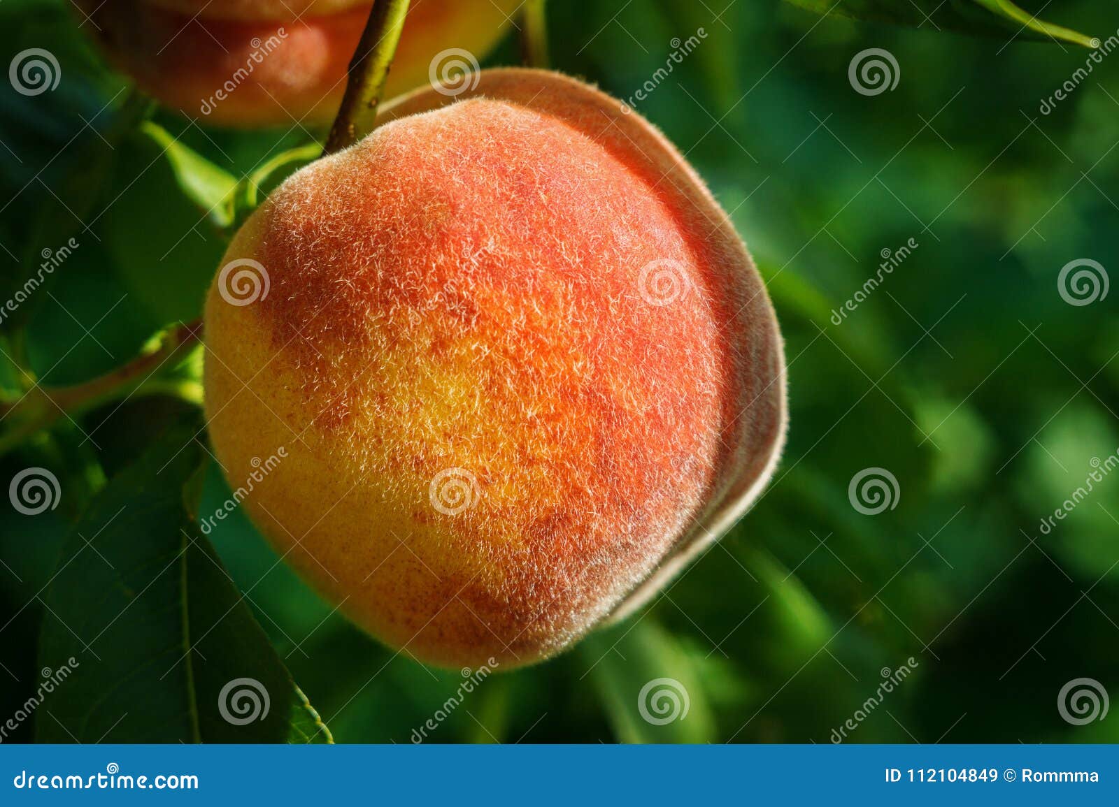 Close up peach stock image. Image of leaf, orchard, apricot - 112104849