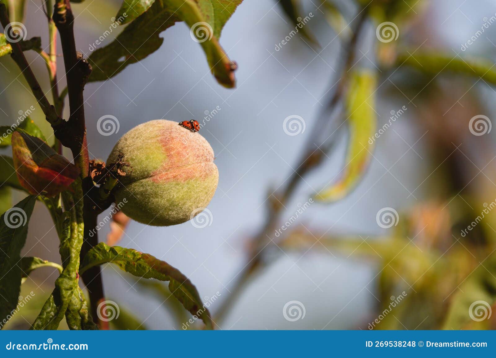Close Up of a Peach with Two Cute Ladybugs (Coccinellidae) on it Stock ...