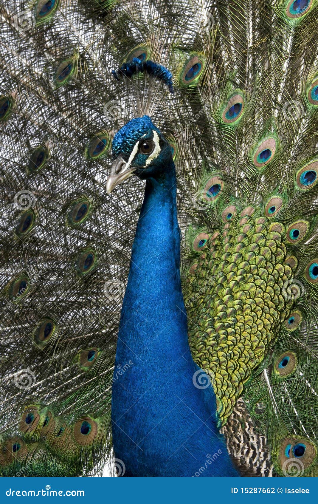Close-up of peacock stock photo. Image of shot, indoors - 15287662