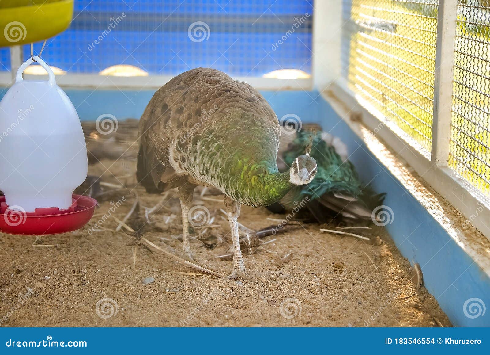 Peacock In The Cage Royalty-Free Stock Photo | CartoonDealer.com #43538175